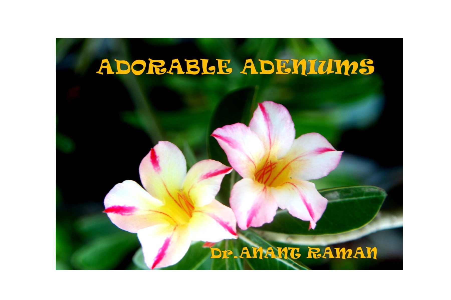 Adorable Adeniums | Pothi.com