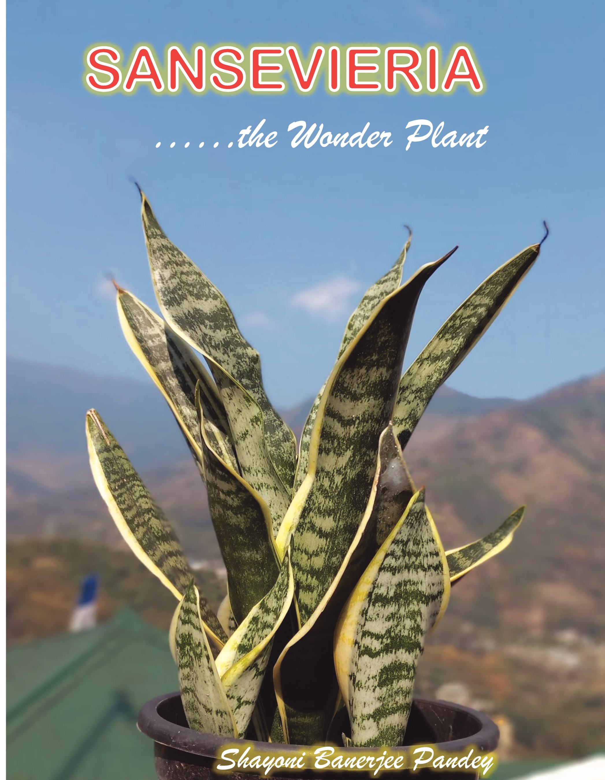 Sansevieria......the Wonder Plant | Pothi.com