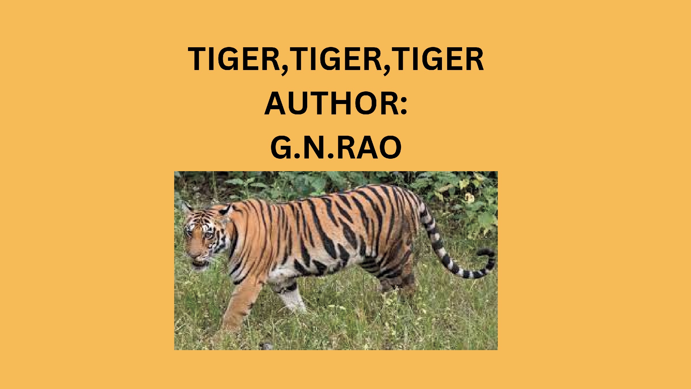 Tigers Tigers Tigers Pothi